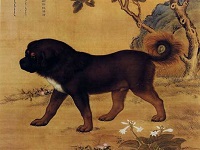 Fahri Xharra: Qeni Mollos dhe qeni i madh i Danajëve