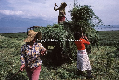 Skënder Kapiti: I riu fshatar në komunizmin shqiptar