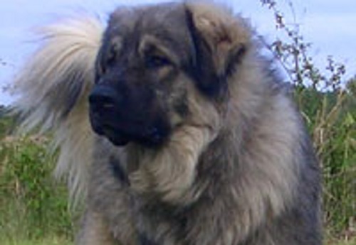 Gjon Keka: Raca e vjetër e qenit iliro-arbëror